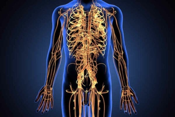 Ejaculation: how it works - myDr.com.au