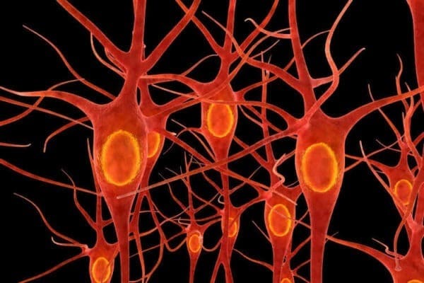 Motor neurone disease - myDr.com.au