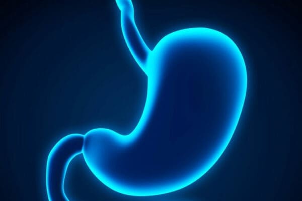 Stomach and duodenum - myDr.com.au