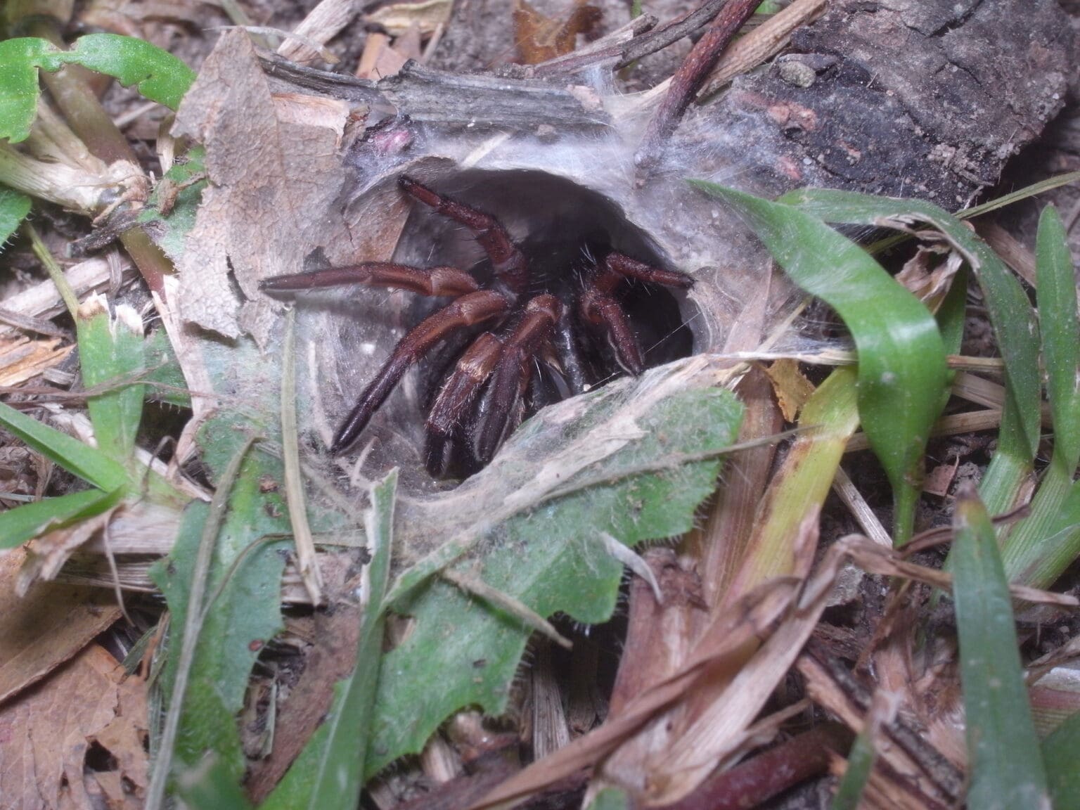 First aid for bites and stings: Spiders - myDr.com.au