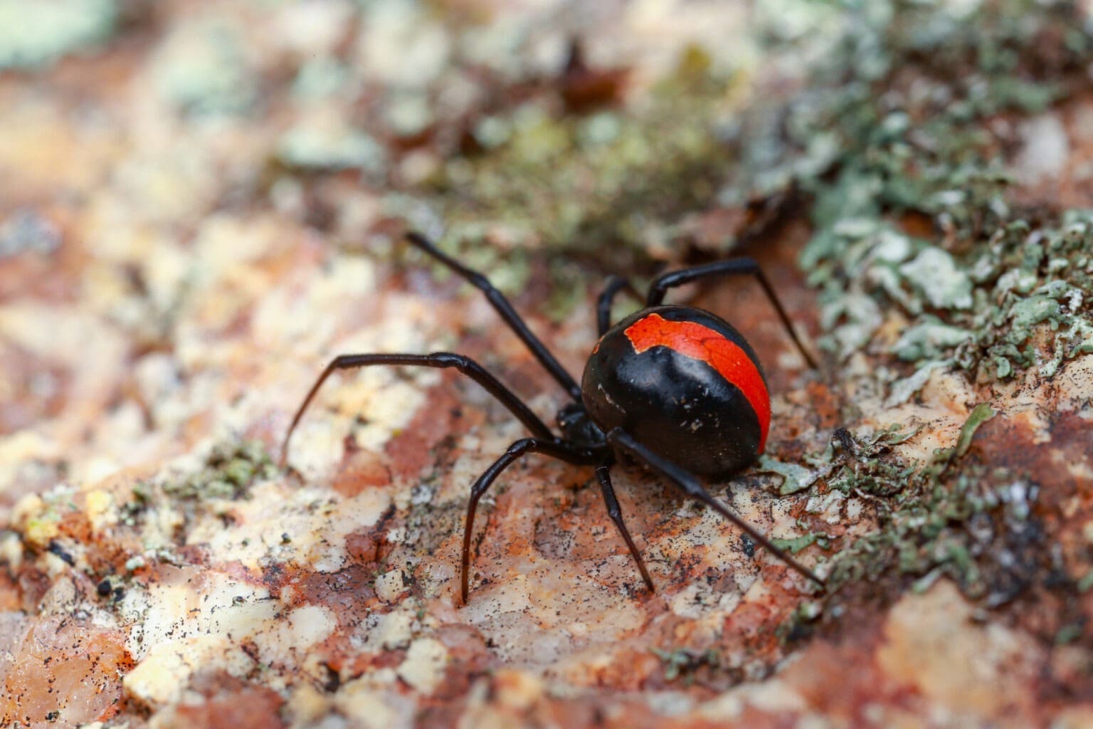 First aid for bites and stings: Spiders - myDr.com.au